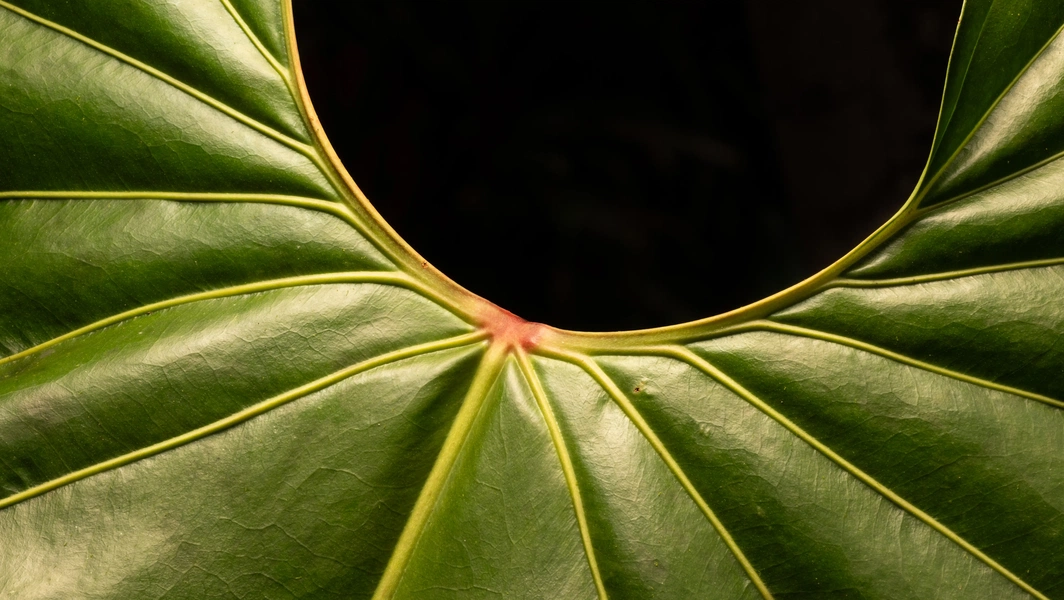 Anthurium care tips for lush blooms year-round