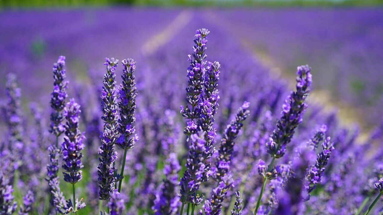 Lavender success hinges on variety and soil