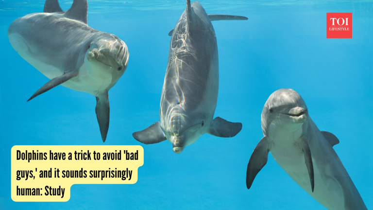 Dolphins have a trick to avoid 'bad guys,' and it sounds surprisingly ...