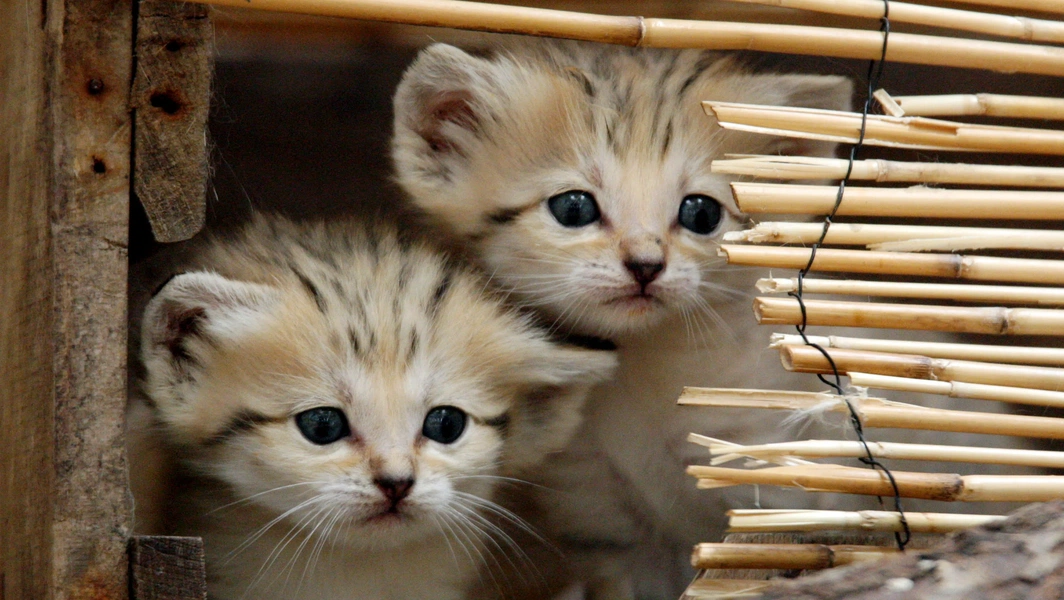 6 small wild cats from around the world