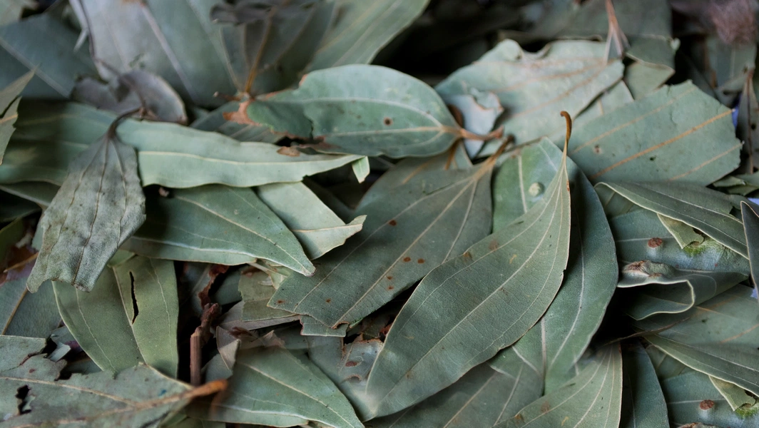 Bay leaves: varieties, uses, and benefits