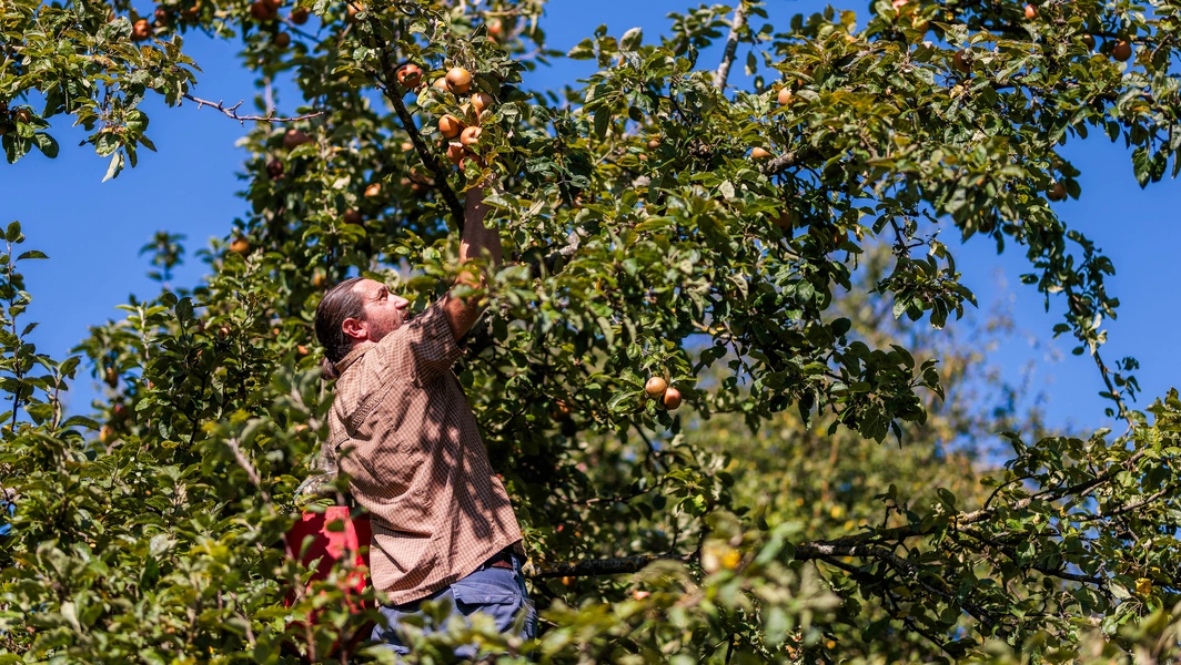 Benefits and basics of growing apple trees