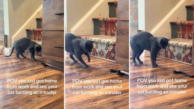 'POV you just got home from work and see your cat battling an intruder ...