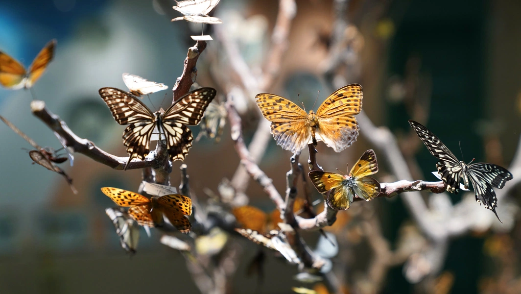 9 rare and remarkable butterflies
