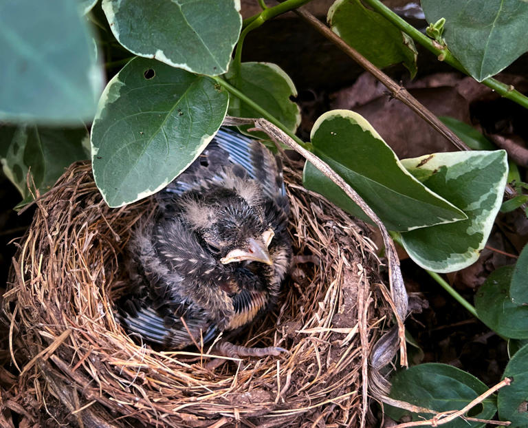 How a peach basket became a home for a baby robin in Murfreesboro