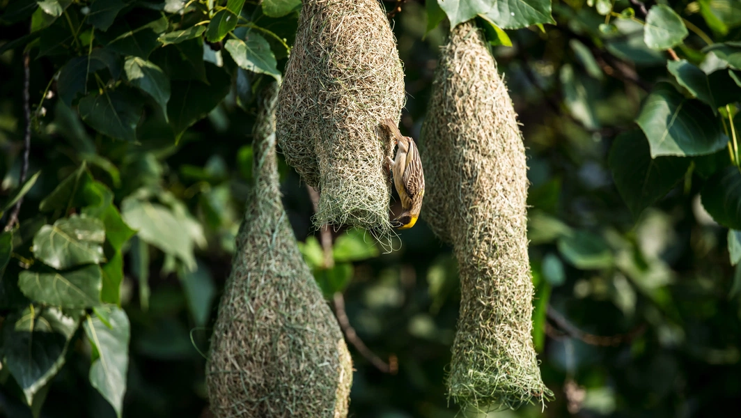 7 remarkably large and ingenious animal nests