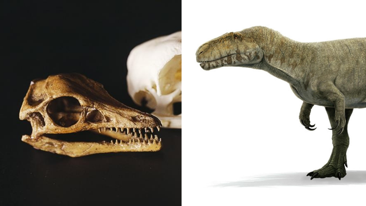 28 Interesting Facts About Dinosaurs You Might Know