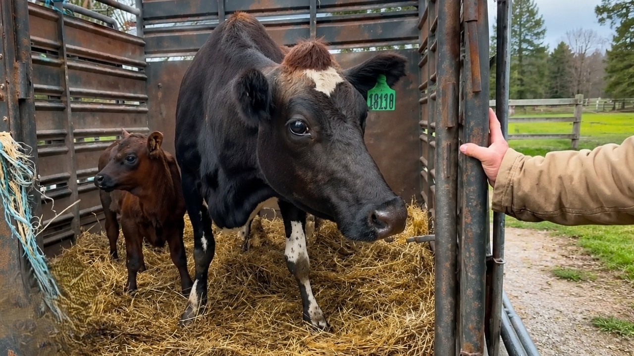 Mama cow wouldn’t let anyone near her baby - until one woman earned her ...