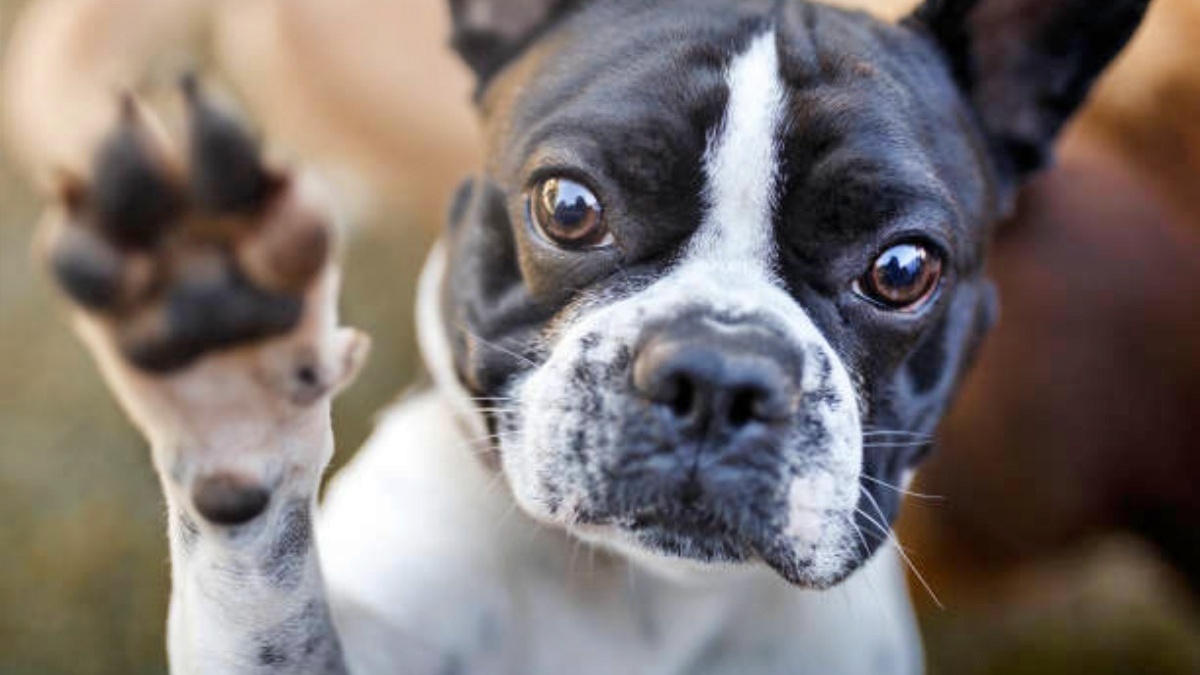 Want a dog that won't bark at everything? These 14 breeds may be a ...