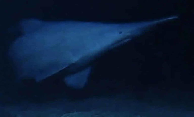 This prehistoric shark survived 125 million years, yet no one had ...