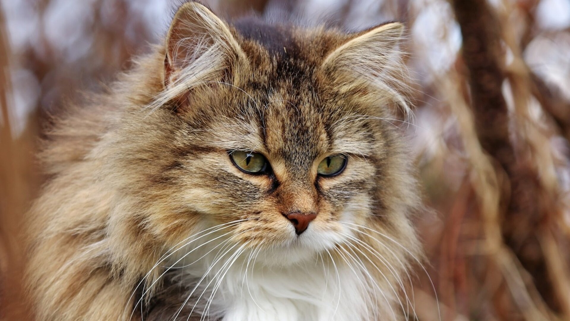 The ideal cat breed for every zodiac sign