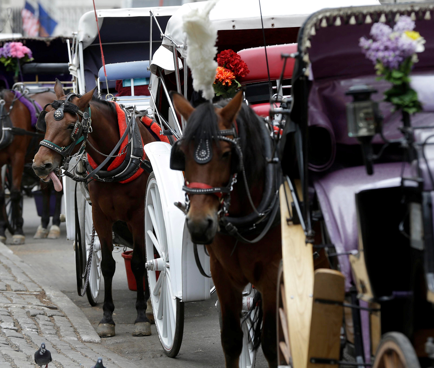 New York mayor, other leaders push to ban horse-drawn carriage rides ...