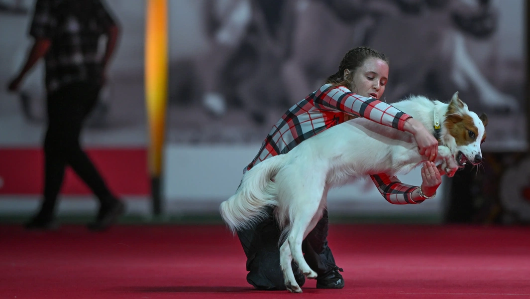 16 dog breeds that often take the lead