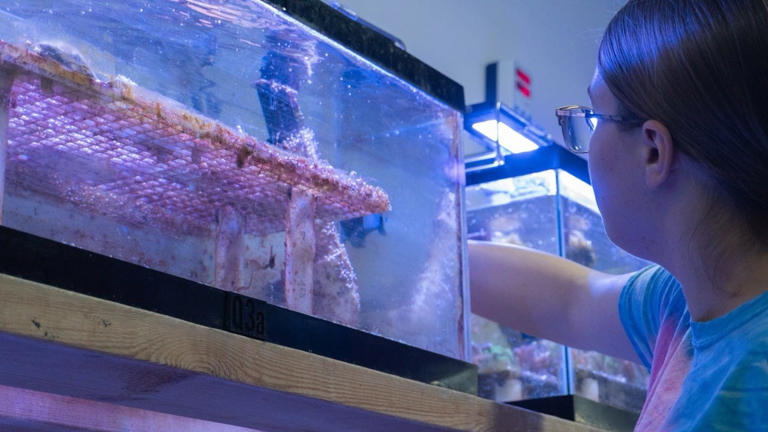 House of the sea dragon? See new creatures at DMPS marine biology lab
