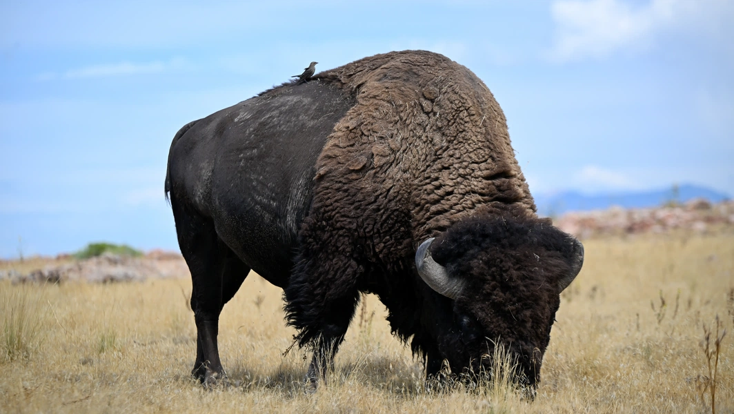American bison: Biology, history, and conservation
