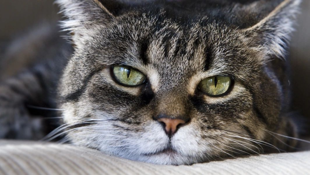 Feline behaviors in life’s final moments