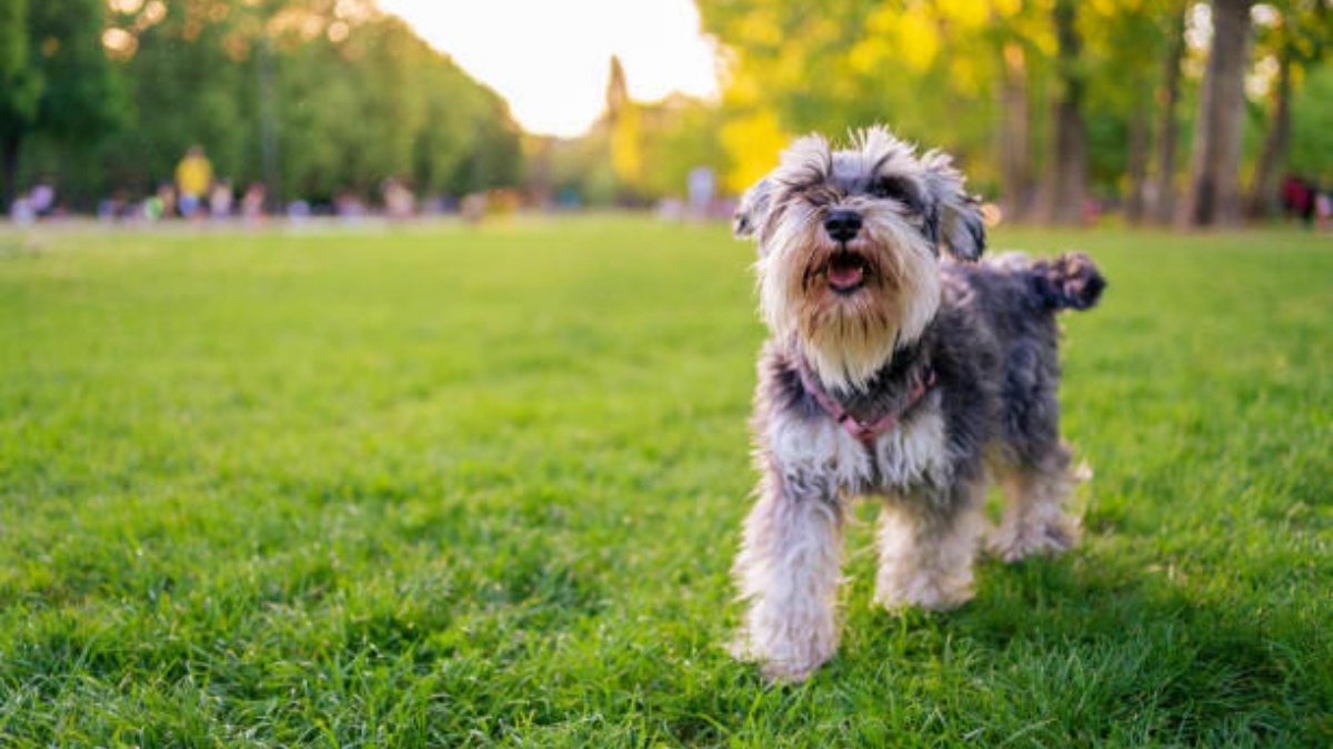 12 dramatic dog breeds for when you want a pup with personality