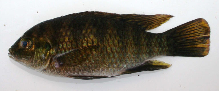 In 1952, India introduced African tilapia to stock its ponds; decades ...