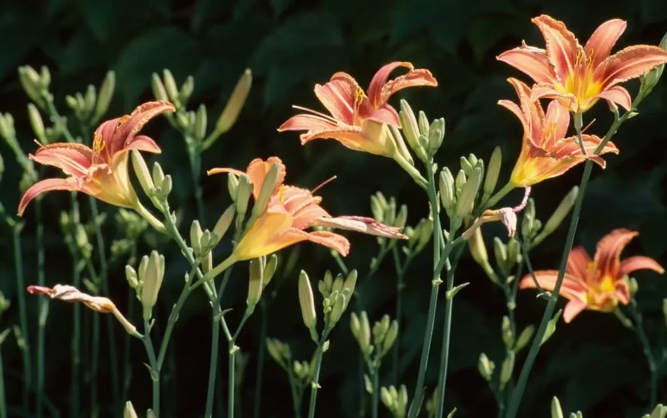 Daylily care tips for endless summer color