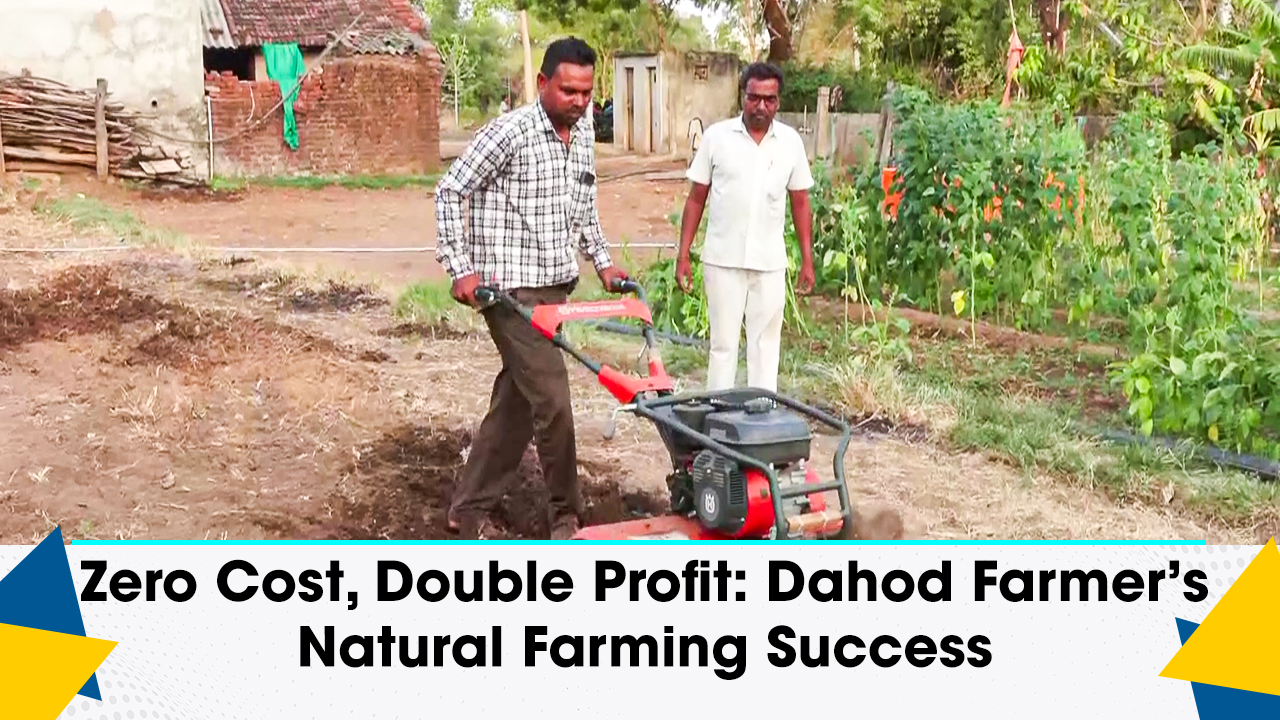 Zero cost, double profit: Dahod farmer’s natural farming success