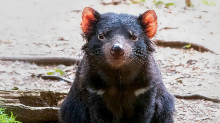 Australia’s 6 endangered creatures that are quietly vanishing