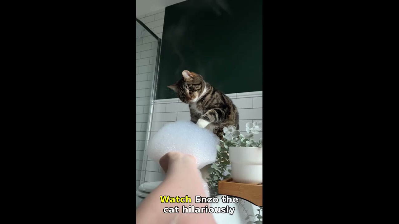 Enzo the cat’s bubble trouble!