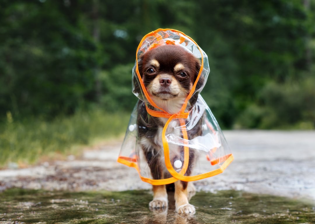 Meet the 30 most beloved small dog breeds, based on American Kennel ...