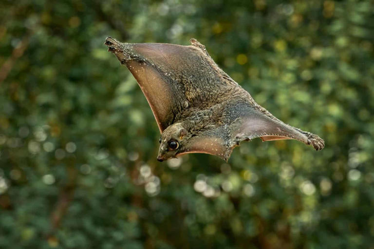 The 'flying lemur' that neither flies nor is a lemur