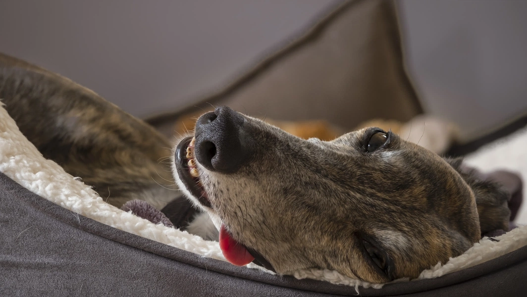 Understanding why dogs sleep so much