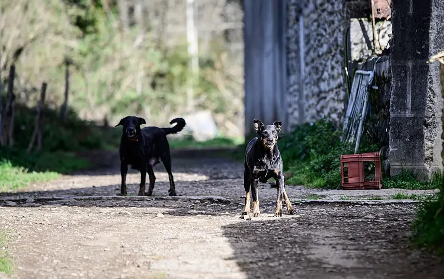 How to spot and stop dog aggression early
