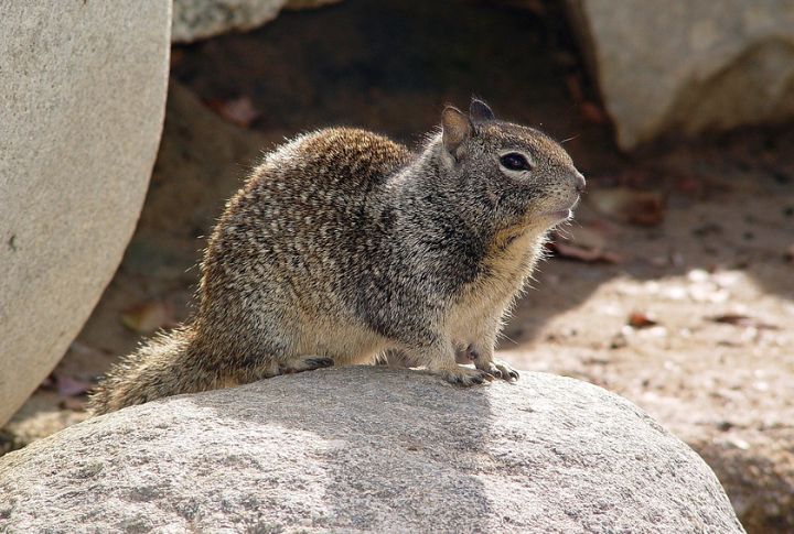 10 times squirrels went unexpectedly carnivorous
