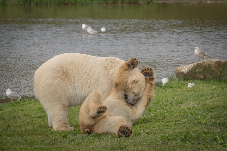 Scottish brother Polar Bears reunite ahead of Scotland's World Cup match