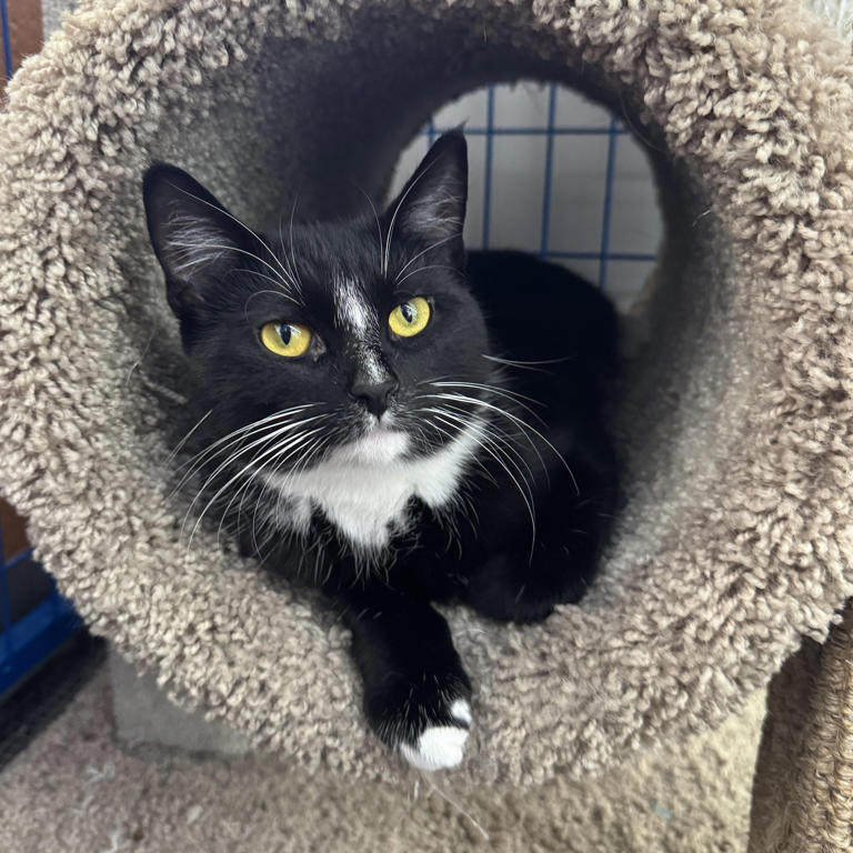 Furry Friday: Bali, Piper and Adrienne