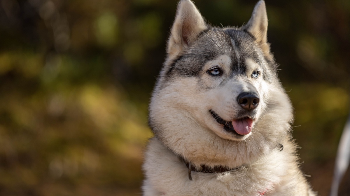 Wolf or dog? 6 breeds that blur the line