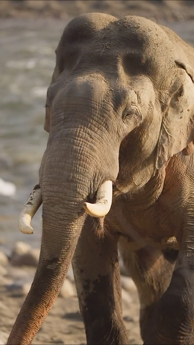 The art of animal photography: Secrets of patience, timing and magic