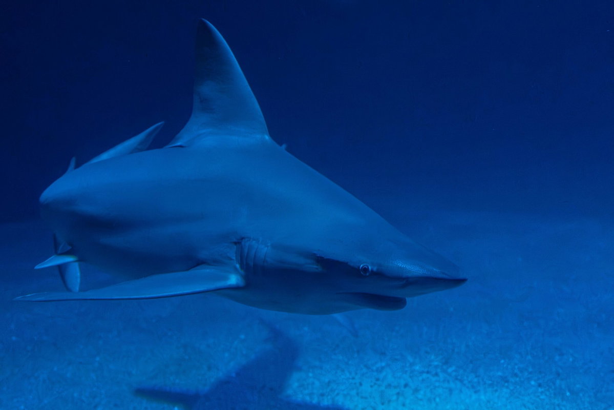 Open-water swimmer Leah Stewart attacked by shark at Coogee Beach