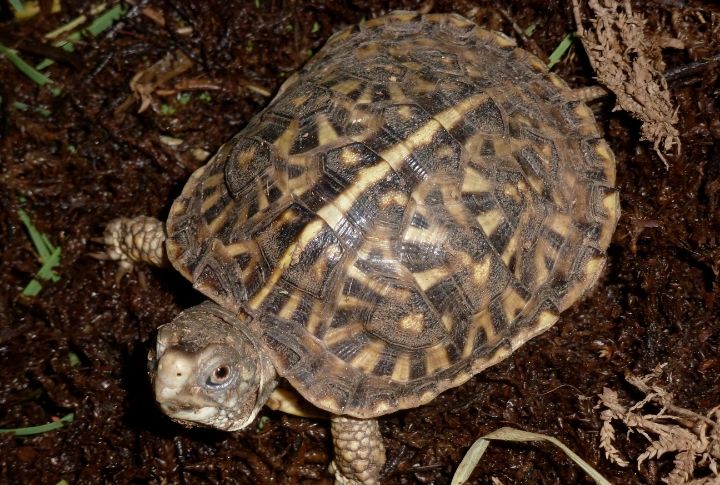 Land turtles that make excellent pets