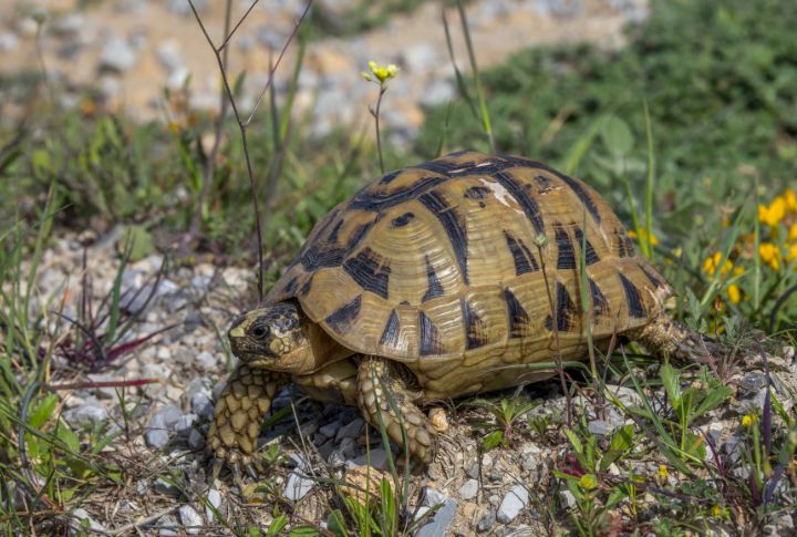 Land turtles that make excellent pets