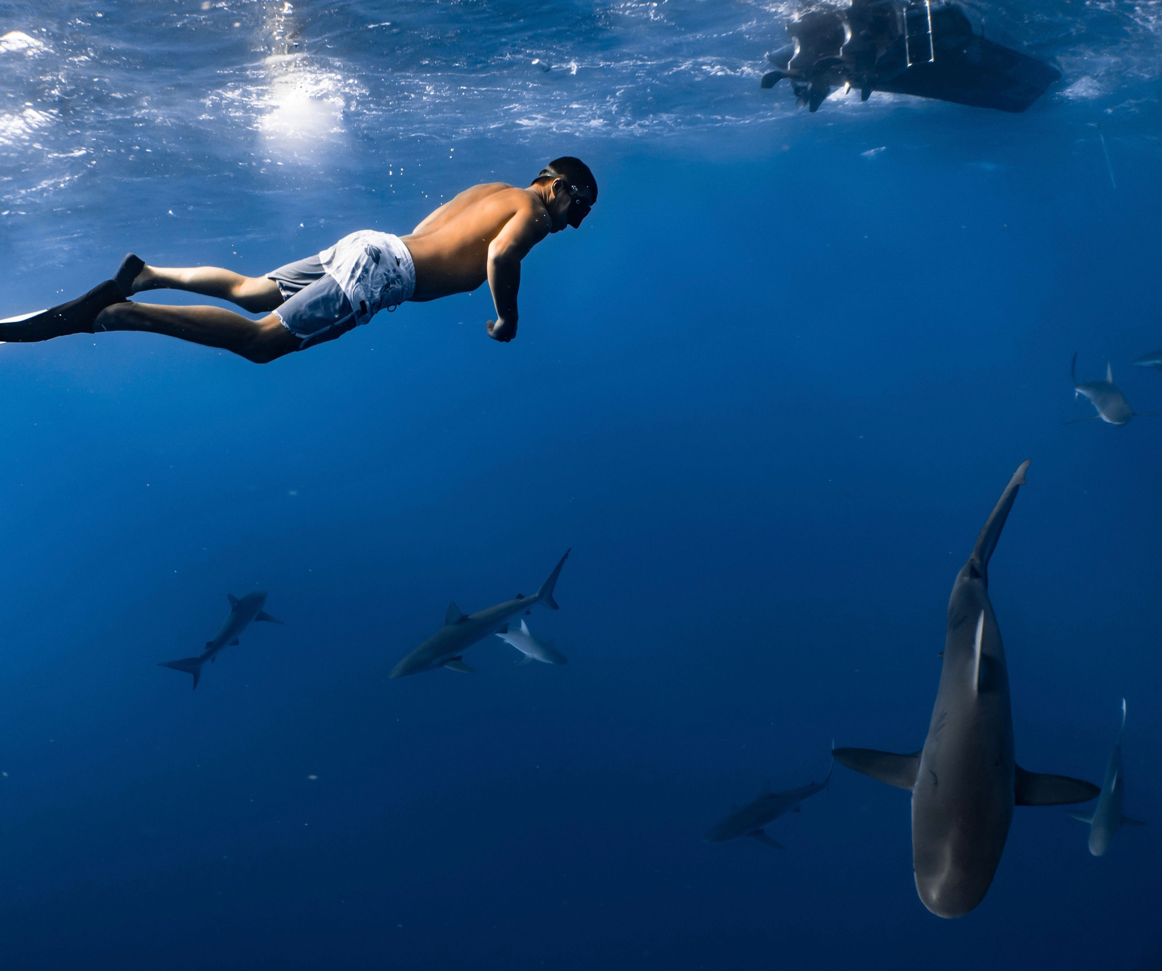 Open-water swimmer Leah Stewart attacked by shark at Coogee Beach