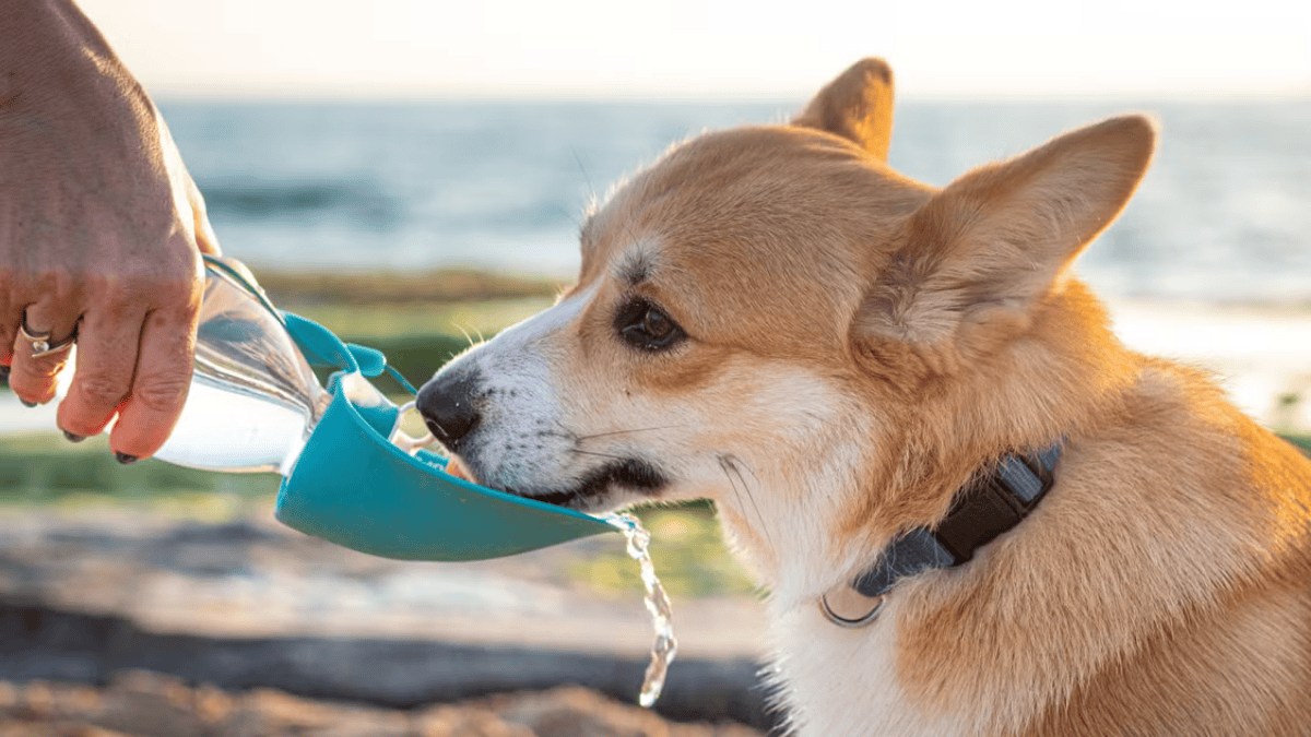 Most dog owners forget this daily task and it could affect their pet's ...