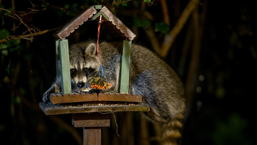 8 common yard features that attract raccoons