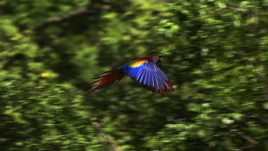 18 stunningly colorful animals from around the world