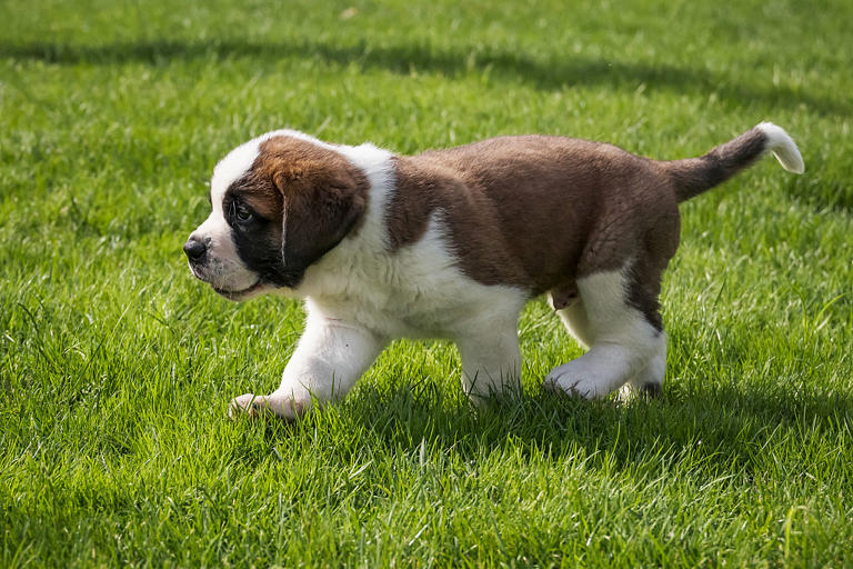 Pub dogs 2026: Here are the best 12 breeds of adorable dog to join you ...