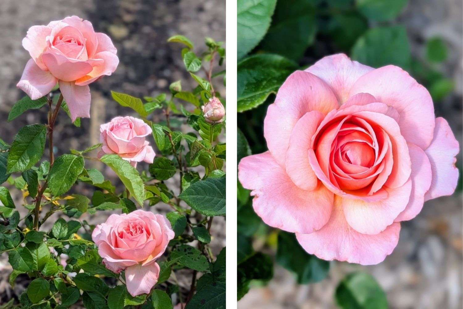 Martha says these hybrid tea roses are a 'very good thing'—see them ...