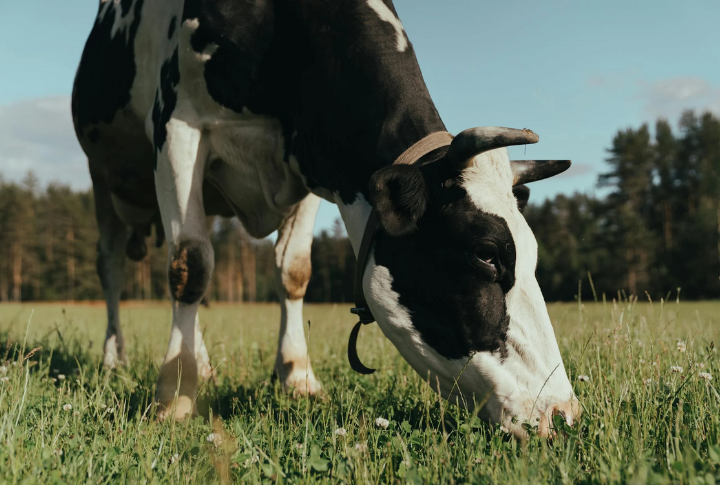 10 surprising perks of keeping a cow as a pet over a horse