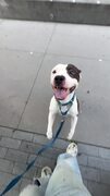 Dog gets excited and jumps for owner's ice cream