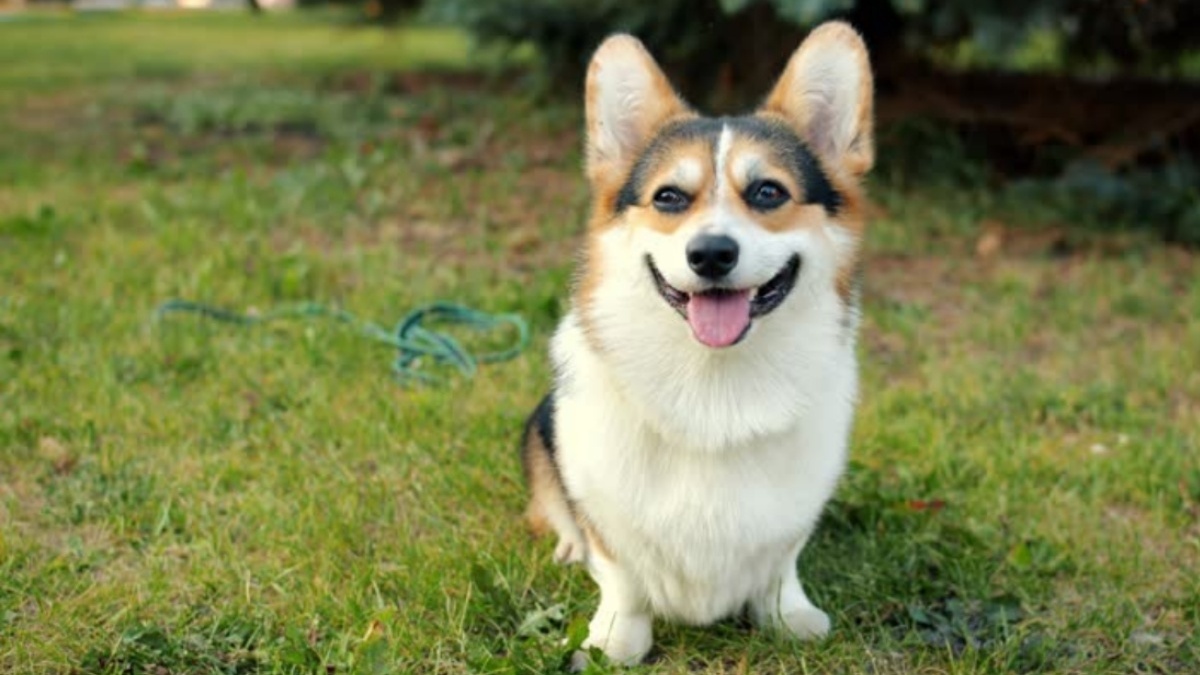 These are the dog breeds people fall in love with again and again