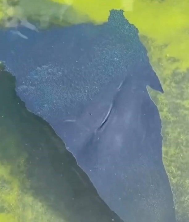 Trump's $14M reflecting pool plagued by peeling paint and algae