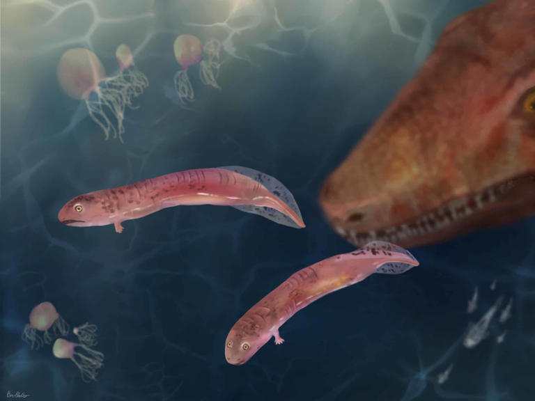 How new fossil discoveries just rewrote the history of land life