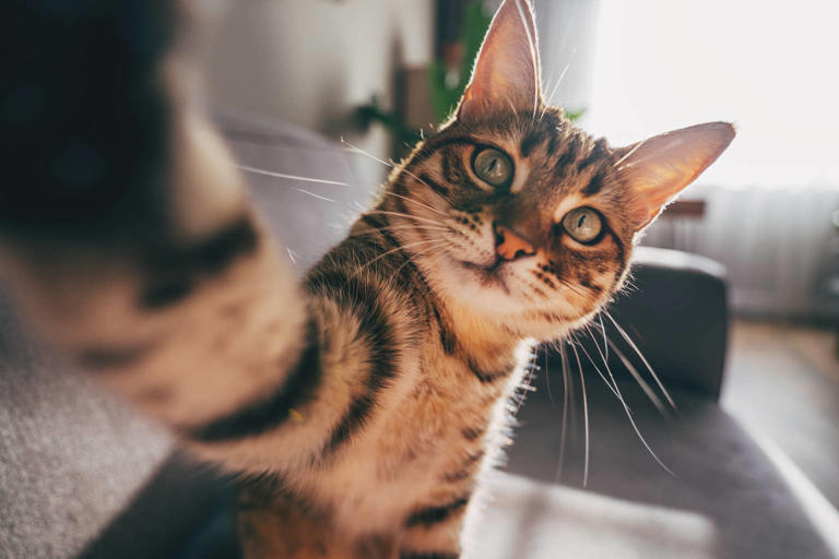How long can you leave your cat alone? Essential information for pet ...